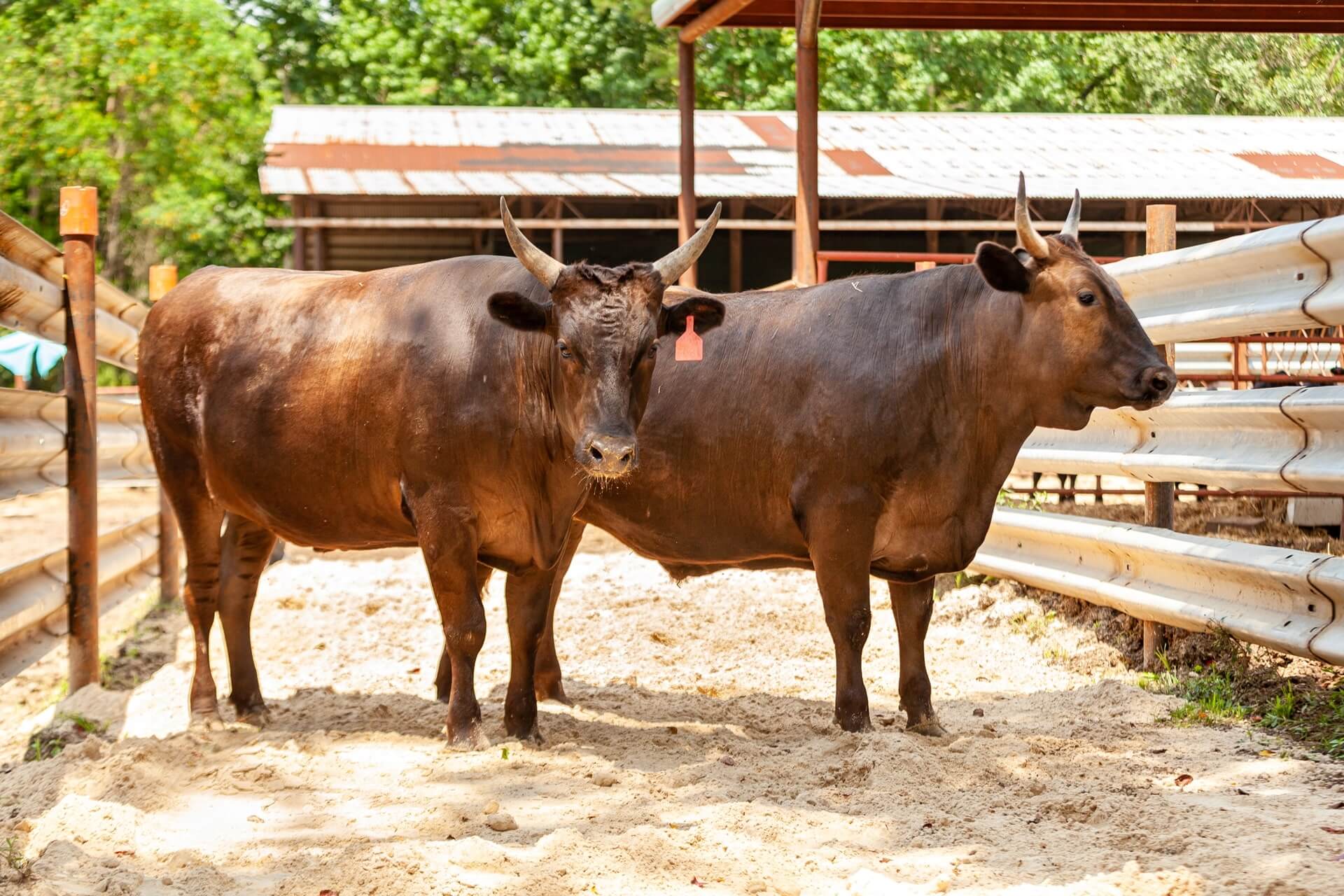 History of Wagyu | Wagyu Evolution