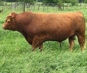 History of Wagyu | Wagyu Evolution