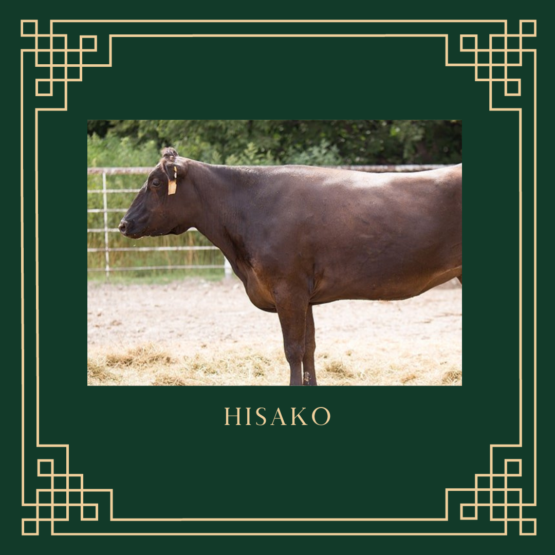 Heifers | Wagyu Evolution