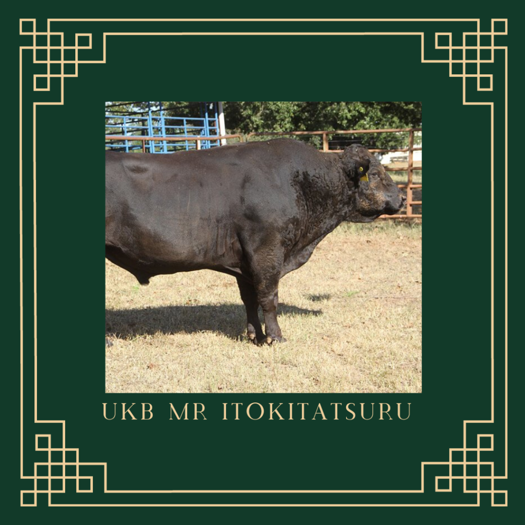 Bulls - Wagyu Evolution