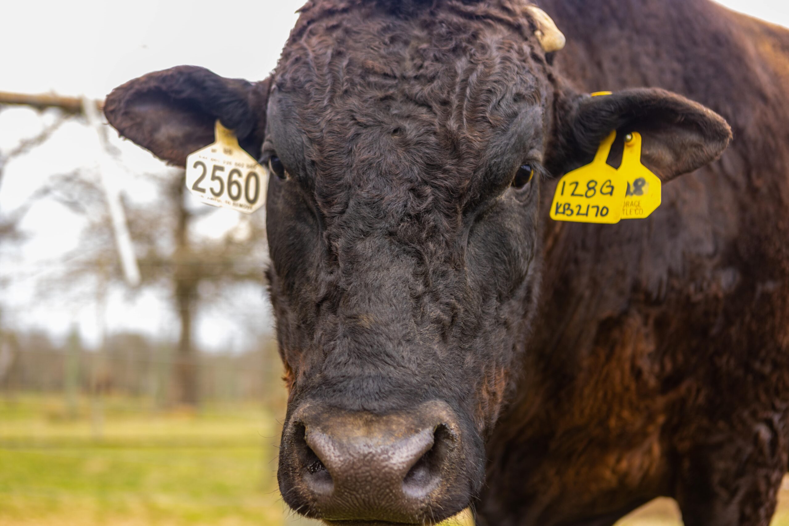 Contact Us | Wagyu Evolution