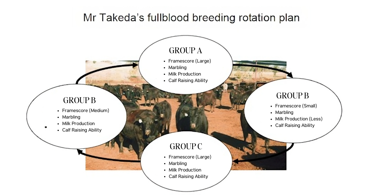 The 16/16 Breeding Analysis and Rotational Breeding | Wagyu Evolution